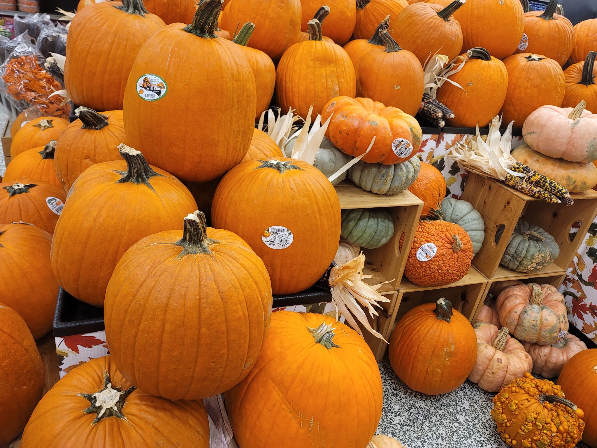 Falling into everything "Halloween & FALL"... FAST ⋆ malarkey